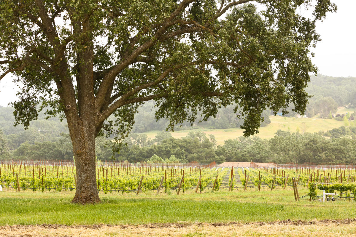 A Visit To Tin City and ONX Winery- Paso Robles - The Connected Table