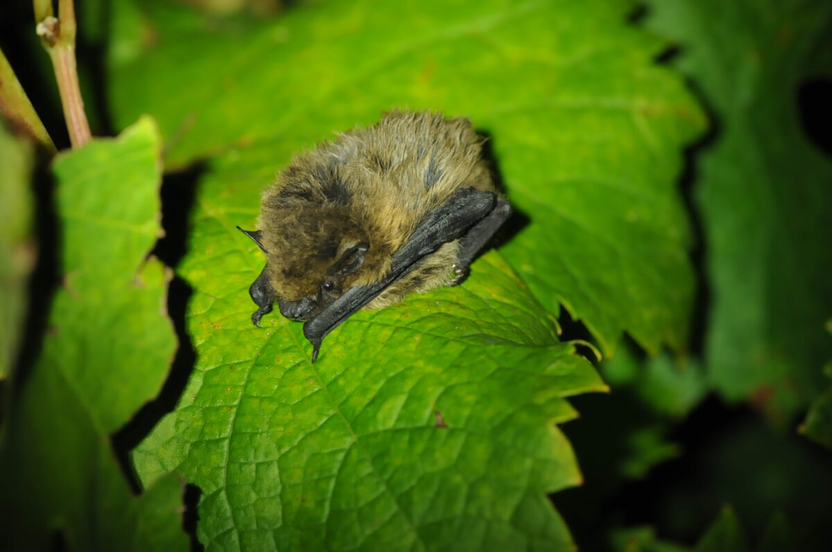 Learning the Bats & the Bees in Viticulture - The Connected Table